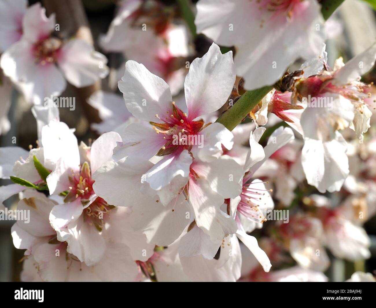 Blooming peaches hi-res stock photography and images - Alamy