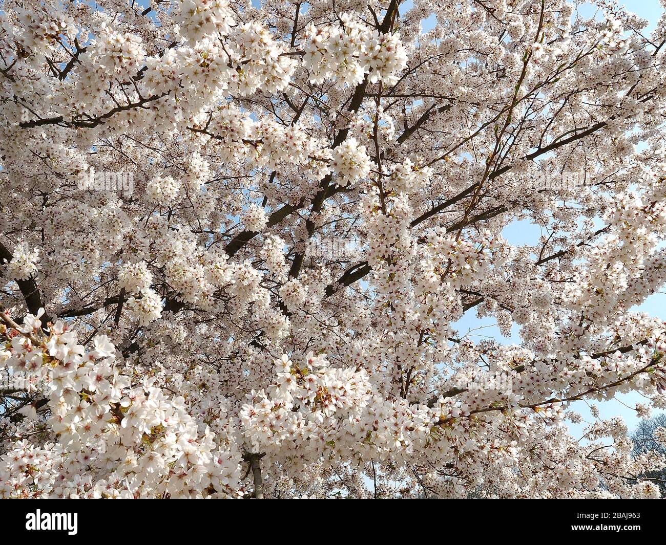 Cherry trees asia hi-res stock photography and images - Alamy