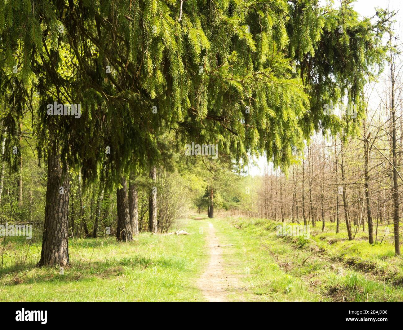 Forest path in spring under the young branches of spruce Stock Photo ...