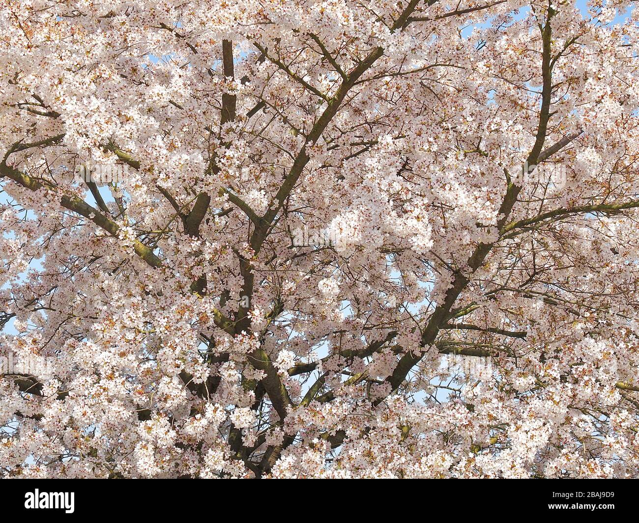 Japanese cherry tree full of blossoms Stock Photo - Alamy