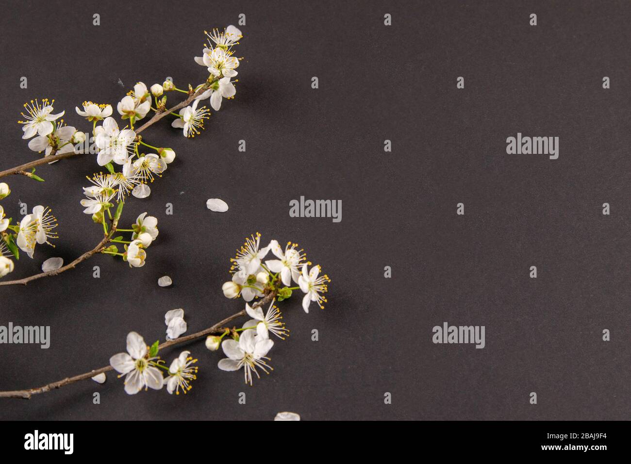 Spring background with plum flowers on black Stock Photo - Alamy