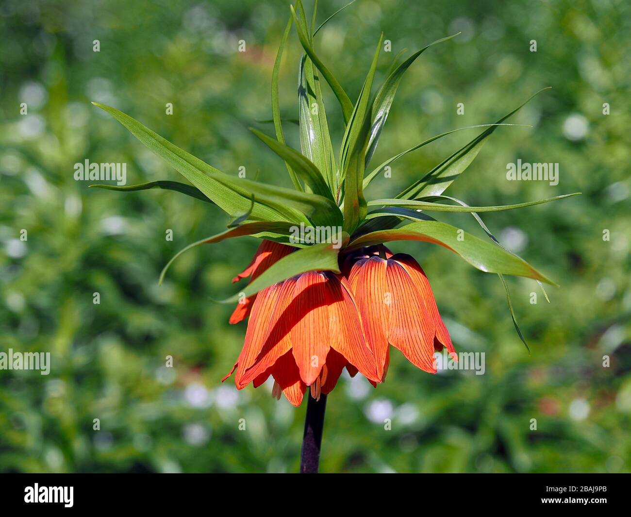 Kaiser crown imperial flower hi-res stock photography and images - Alamy