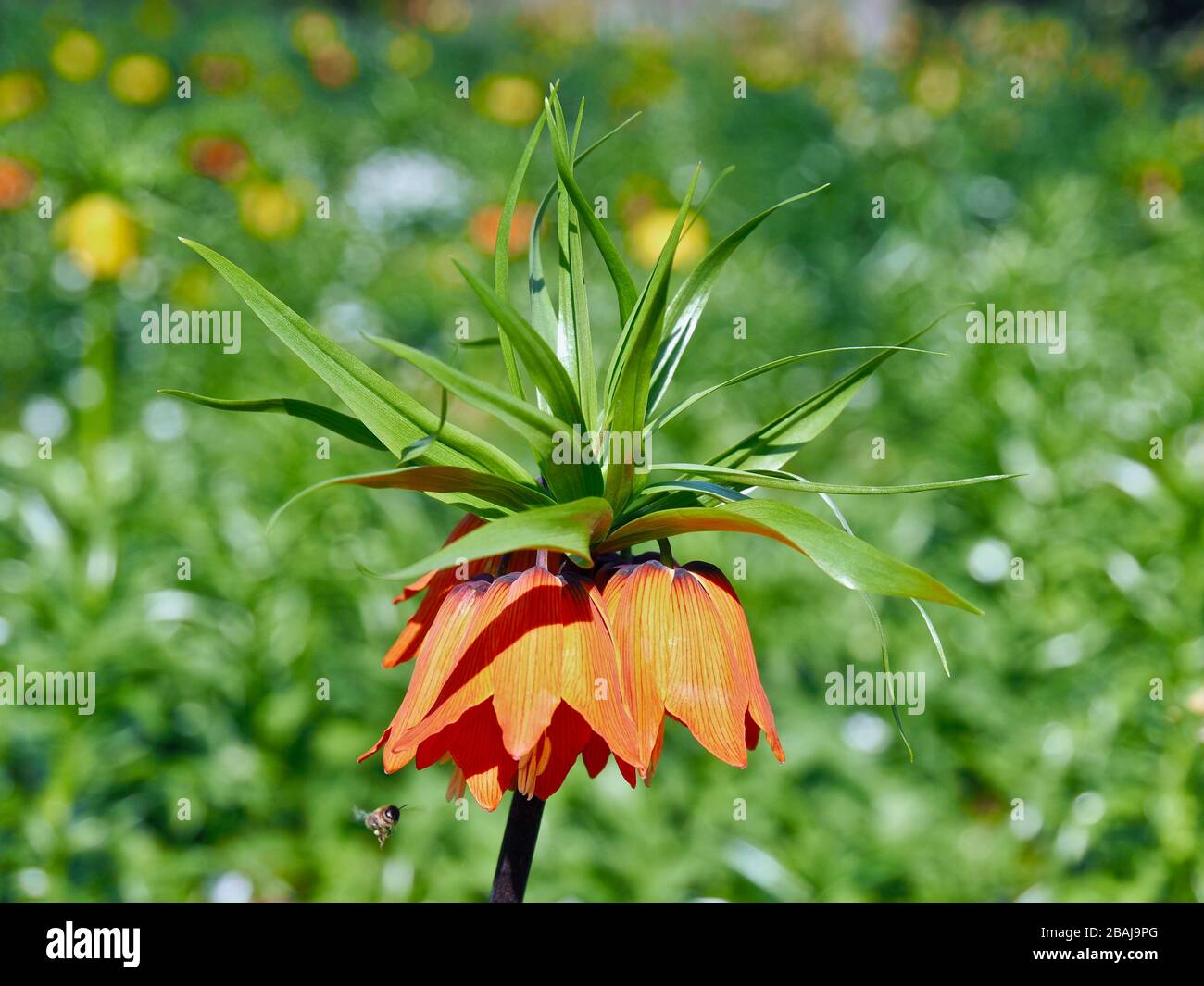 Kaiser crown imperial flower hi-res stock photography and images - Alamy