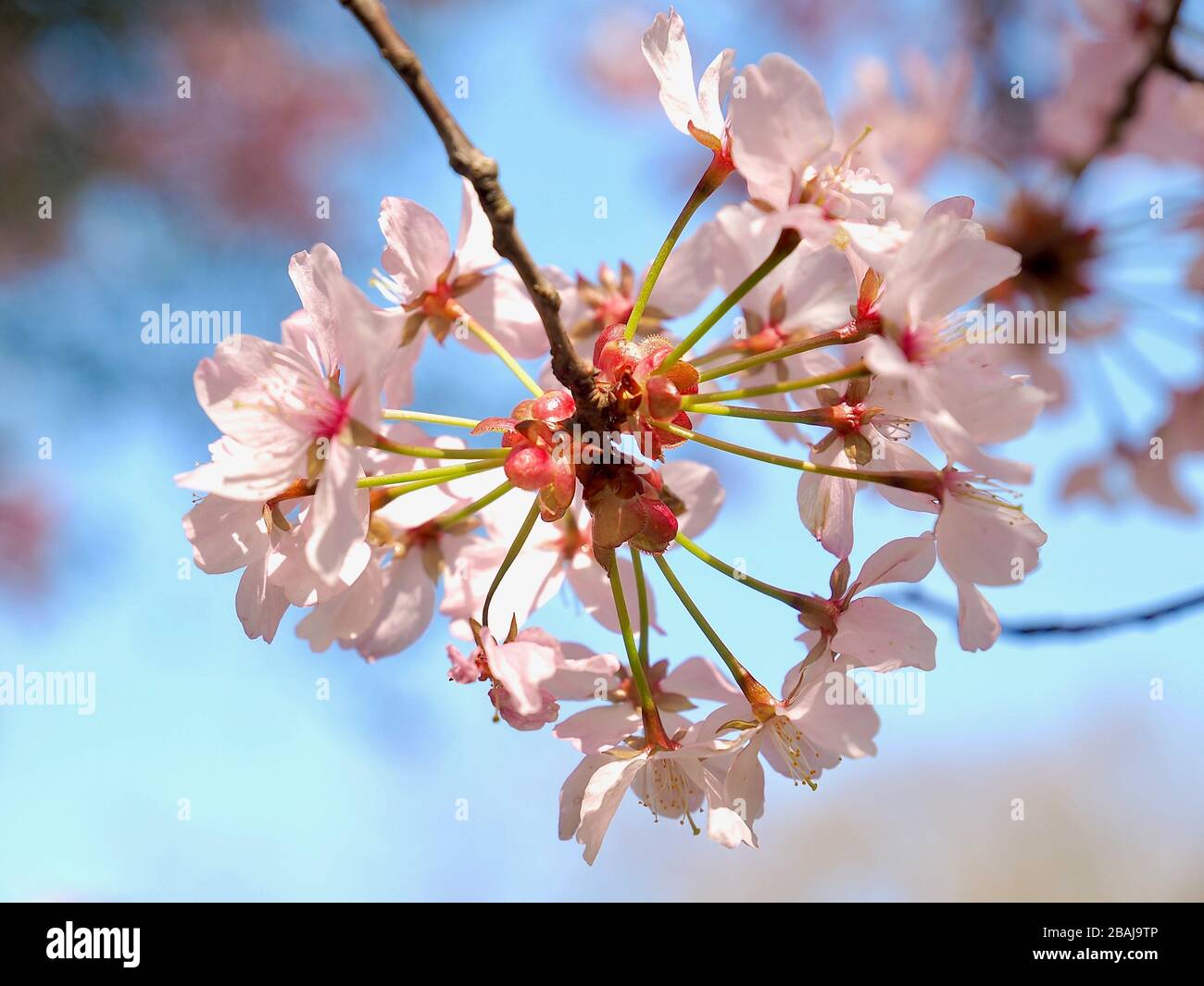Japanese cherries hi-res stock photography and images - Alamy