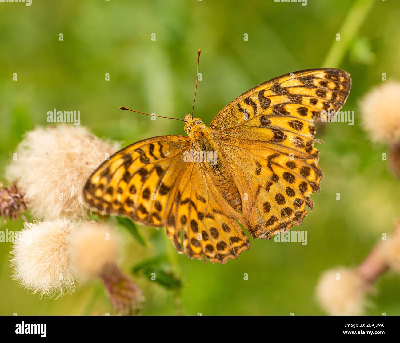 Orange and brown butterfly hi-res stock photography and images - Alamy