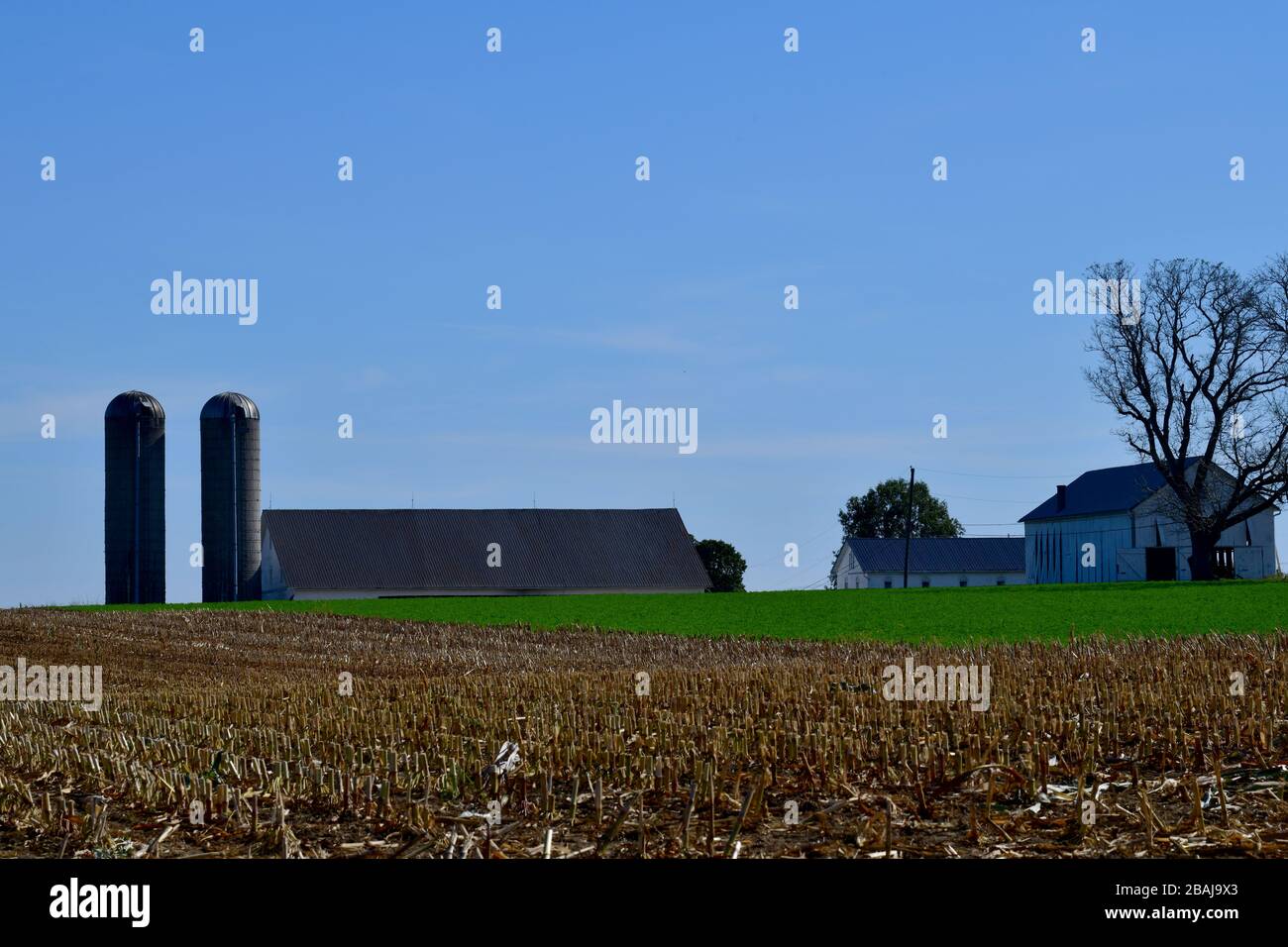 Overview of freshly harvested corn fields with stumps sticking out and ...
