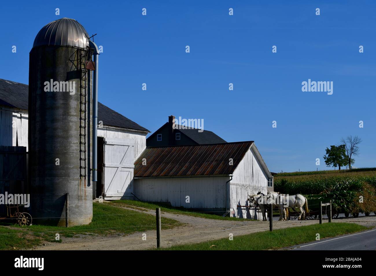 Overview of an amish farmstead with a span of horses and corn harvest ...