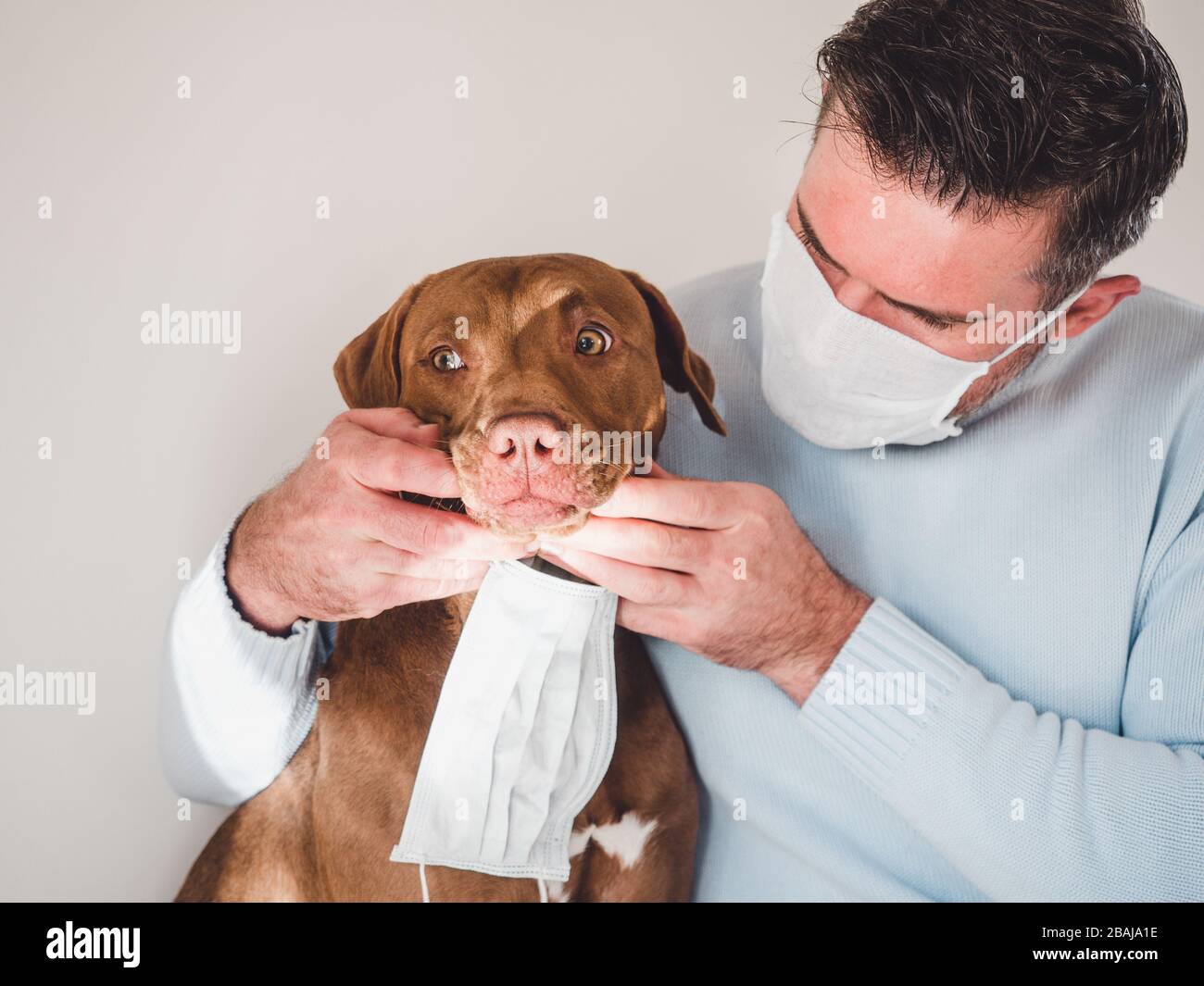 Sweet puppy of chocolate color and his owner Stock Photo - Alamy