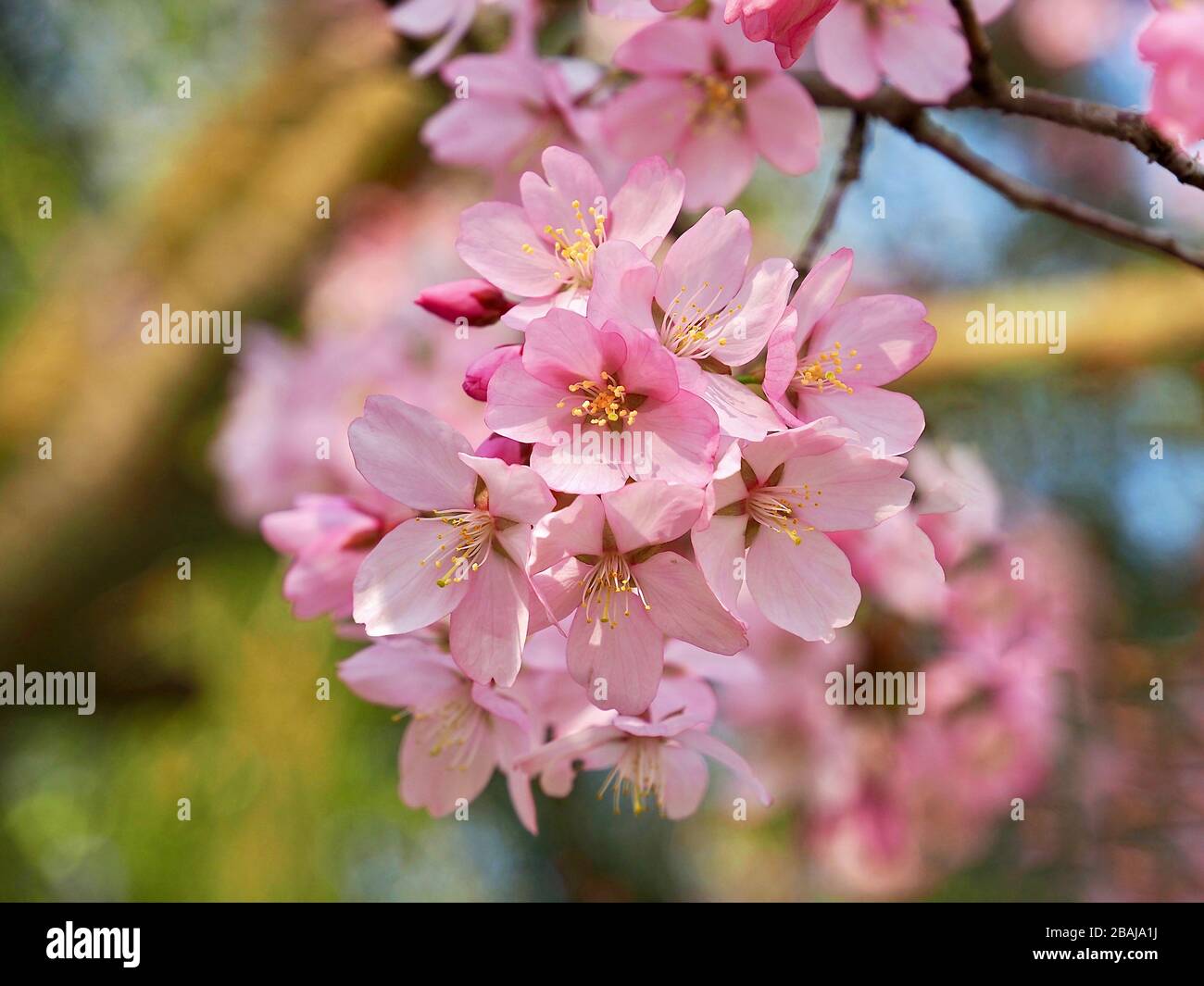 Full cherry tree hi-res stock photography and images - Alamy
