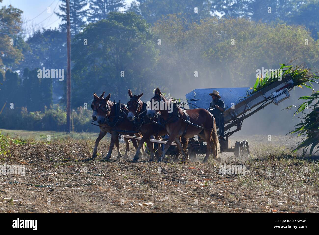Amish farmer hi-res stock photography and images - Alamy