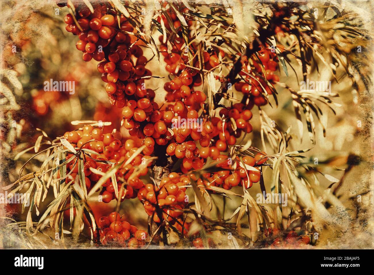 Ripe berries of sea-buckthorn berries, old photo effect Stock Photo - Alamy