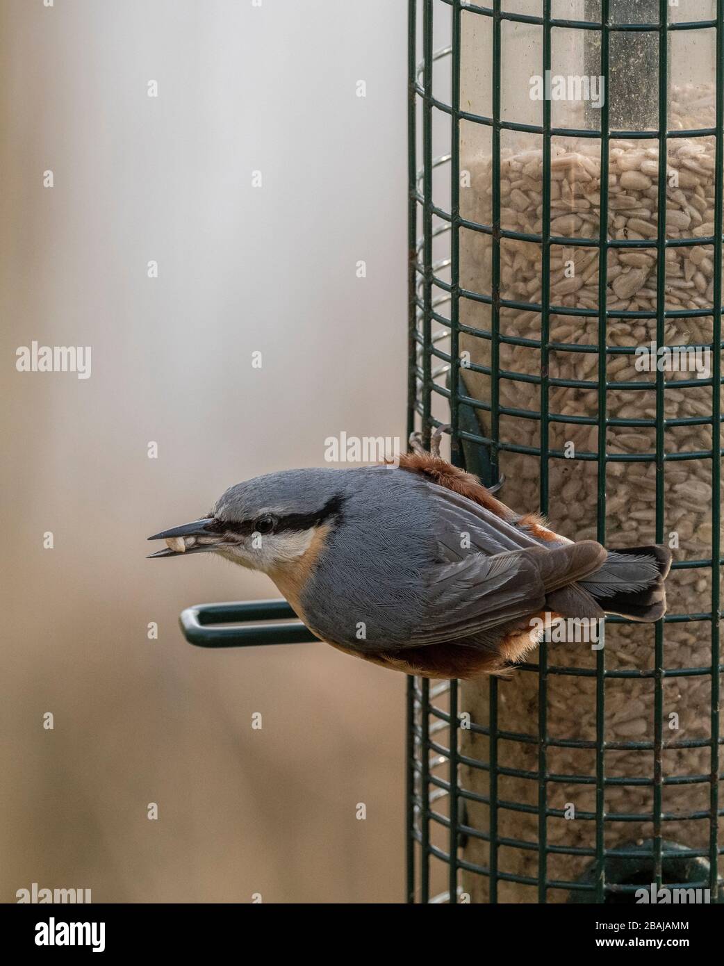 Nuthatch at bird feeder hi-res stock photography and images - Alamy