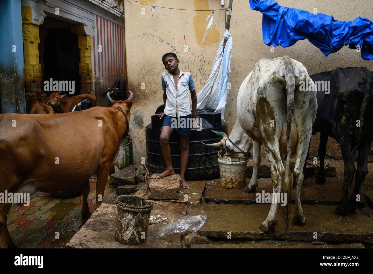 India Cow Dung High Resolution Stock Photography and Images - Alamy