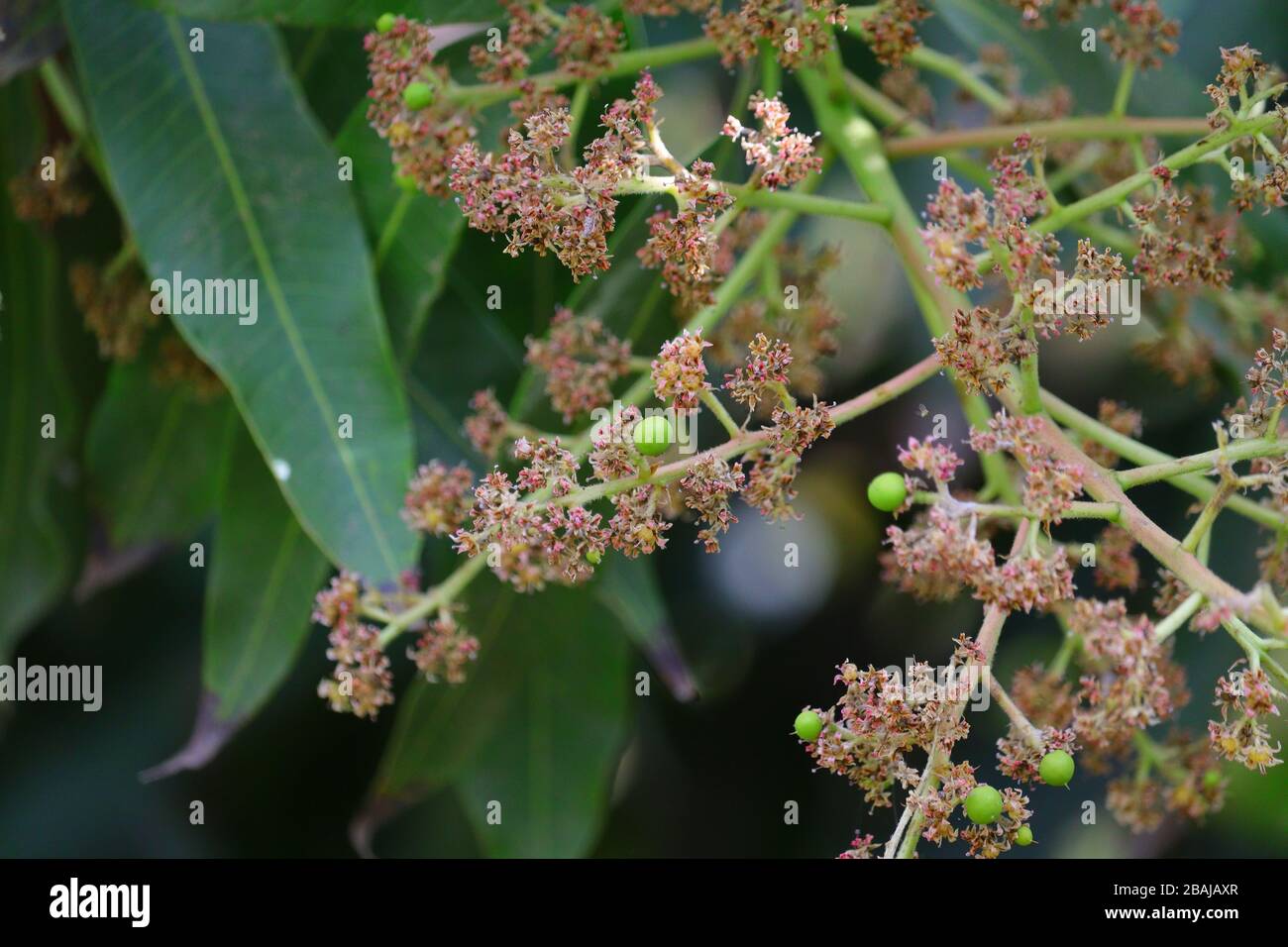 Young mango on mango tree hi-res stock photography and images - Alamy