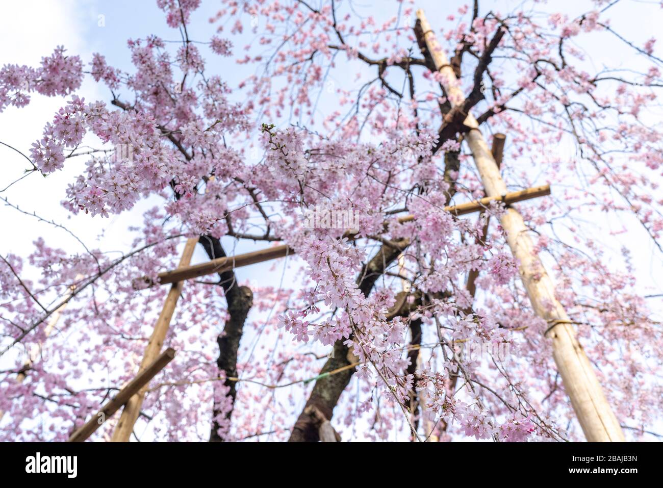 Weeping cherry tree, Okunitama Shrine, Fuchu City, Tokyo, Japan Stock ...