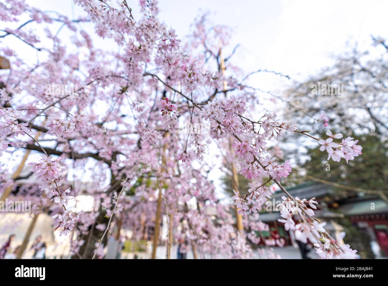 Weeping cherry tree, Okunitama Shrine, Fuchu City, Tokyo, Japan Stock ...