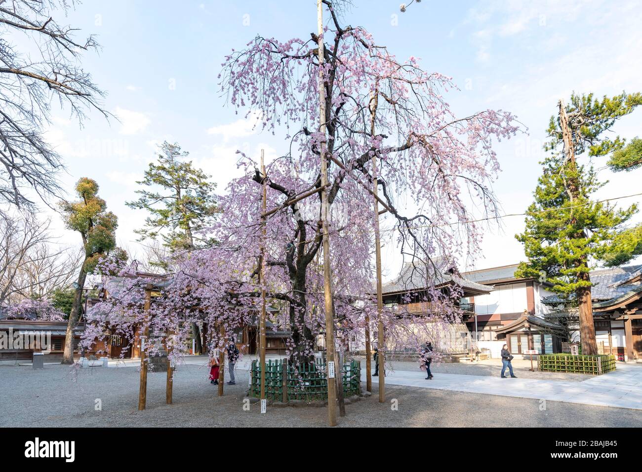 Weeping cherry tree, Okunitama Shrine, Fuchu City, Tokyo, Japan Stock ...