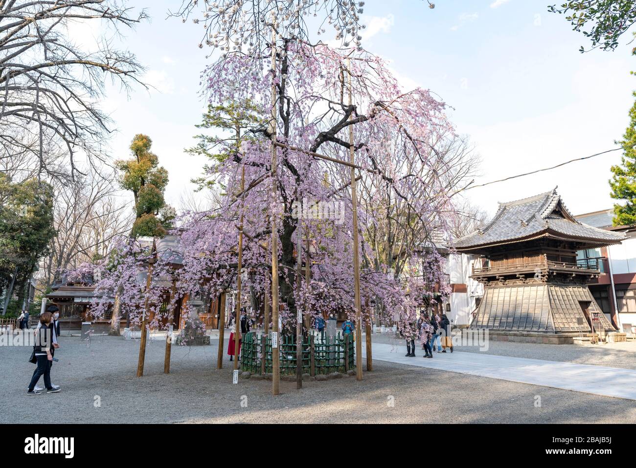 Weeping cherry tree, Okunitama Shrine, Fuchu City, Tokyo, Japan Stock ...