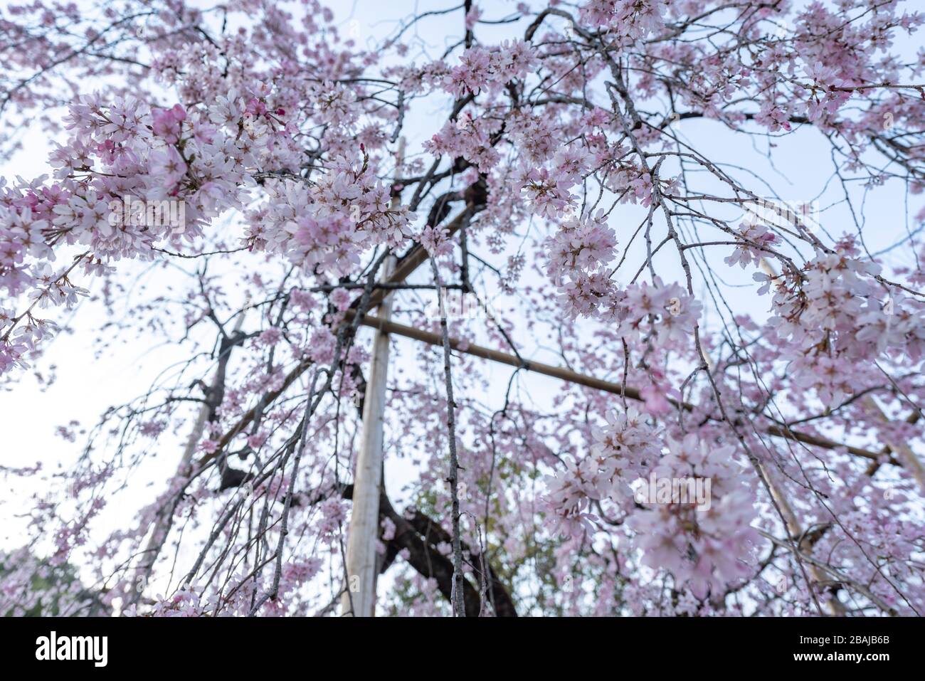 Weeping cherry tree, Okunitama Shrine, Fuchu City, Tokyo, Japan Stock ...