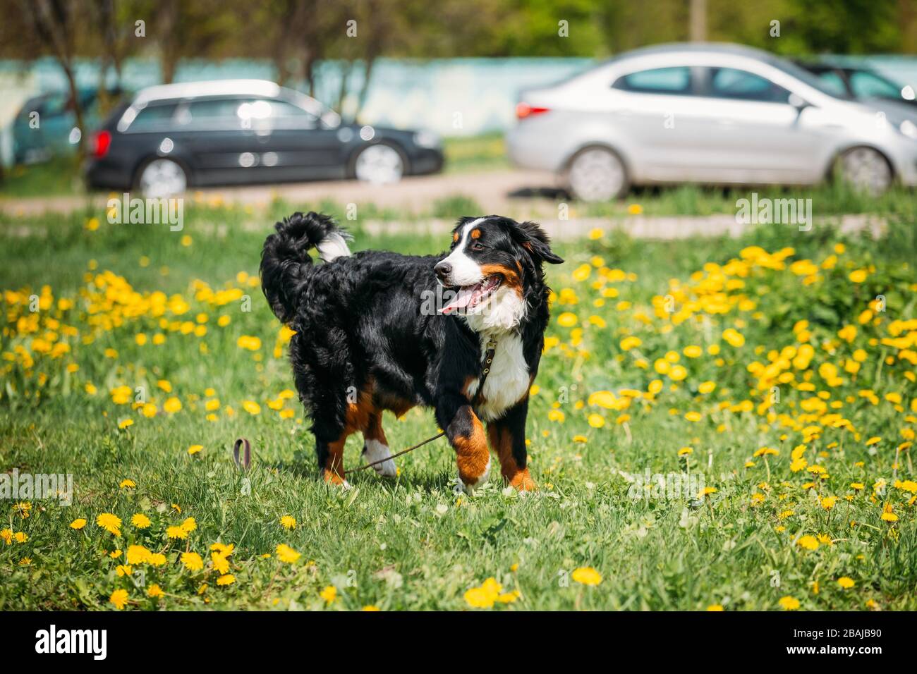Bernese cattle dog berner hi-res stock photography and images - Alamy