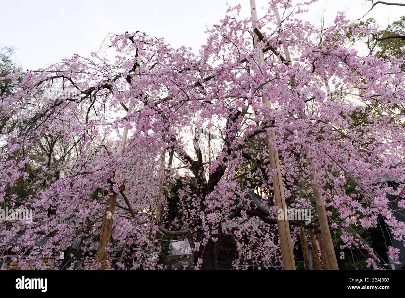 Weeping cherry tree, Okunitama Shrine, Fuchu City, Tokyo, Japan Stock ...