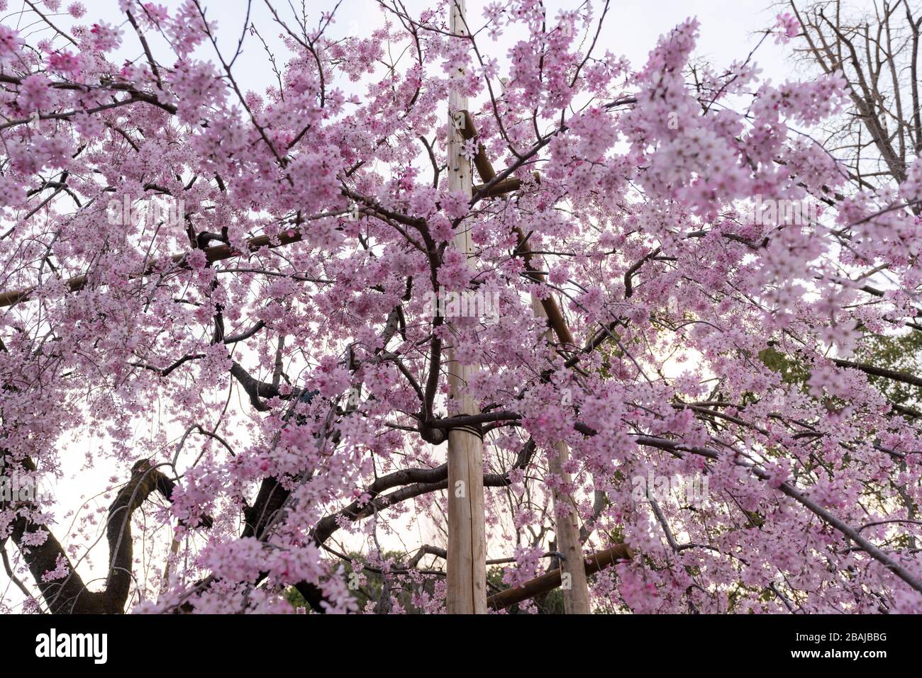 Weeping cherry tree, Okunitama Shrine, Fuchu City, Tokyo, Japan Stock ...