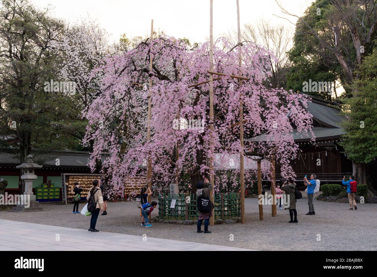 Weeping cherry tree, Okunitama Shrine, Fuchu City, Tokyo, Japan Stock ...