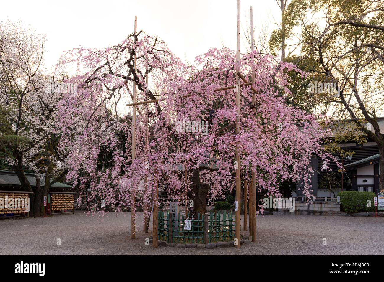 Weeping cherry tree, Okunitama Shrine, Fuchu City, Tokyo, Japan Stock ...