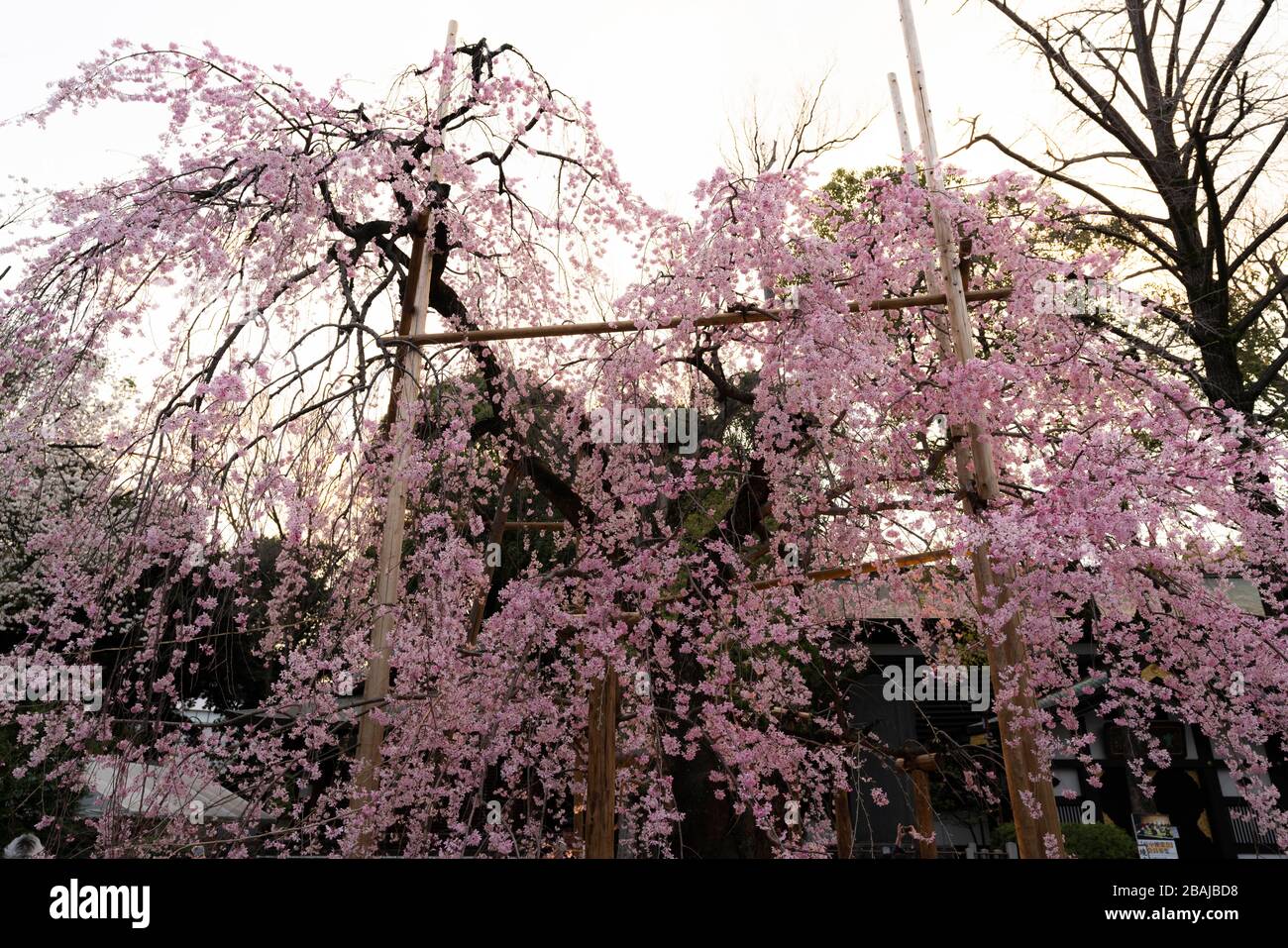 Weeping cherry tree, Okunitama Shrine, Fuchu City, Tokyo, Japan Stock ...