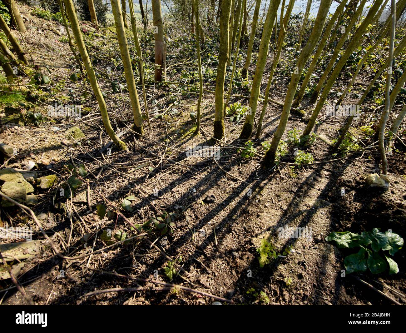 Close-up natural abstract of young saplings and long deep shadows Stock ...