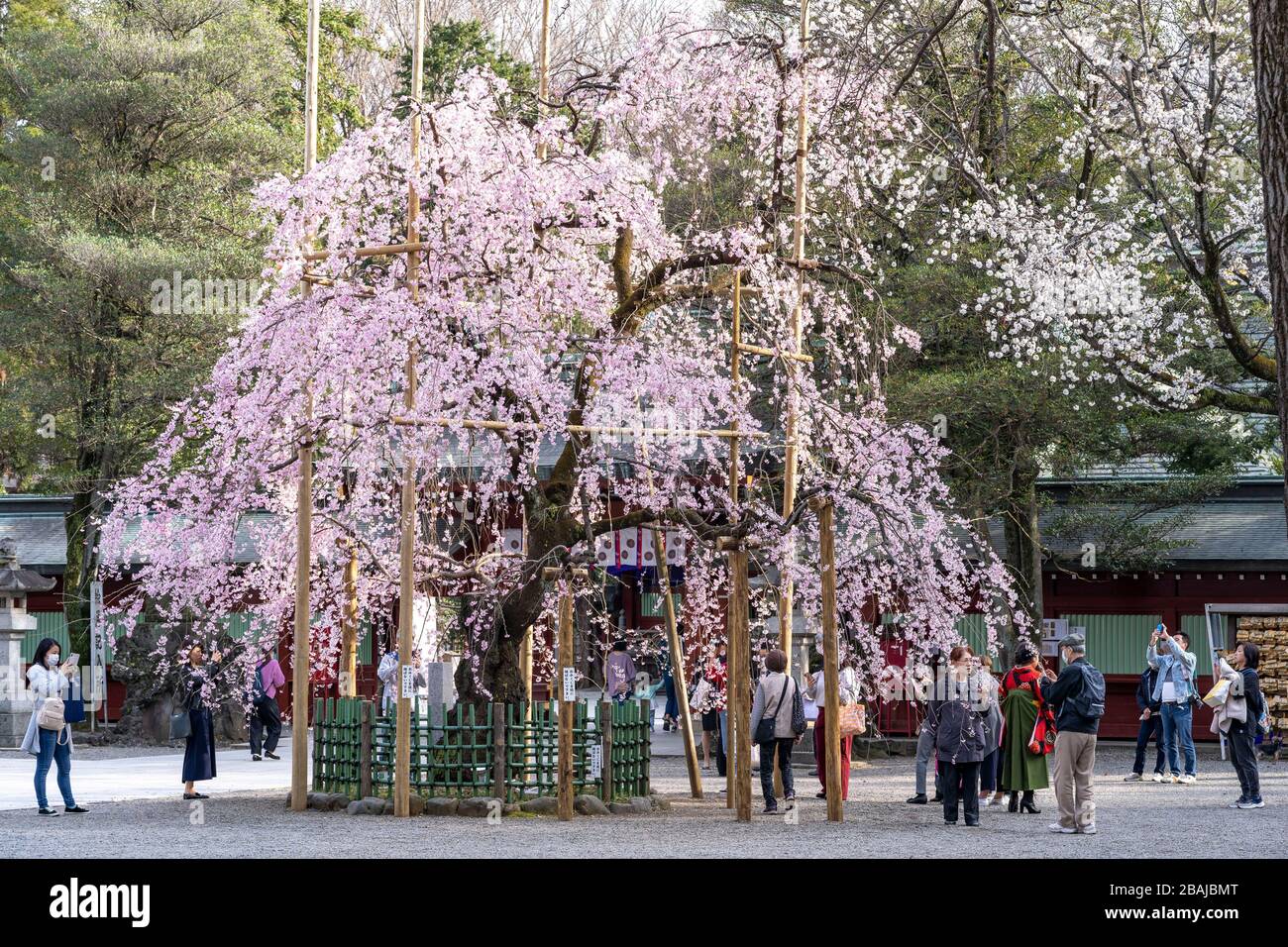 Weeping cherry tree, Okunitama Shrine, Fuchu City, Tokyo, Japan Stock ...