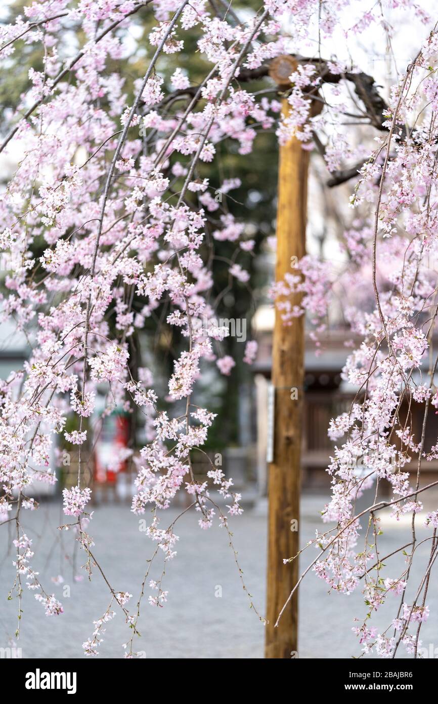 Weeping cherry tree, Okunitama Shrine, Fuchu City, Tokyo, Japan Stock ...