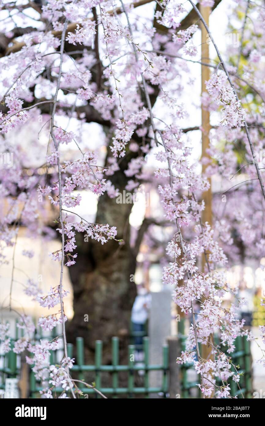 Weeping cherry tree, Okunitama Shrine, Fuchu City, Tokyo, Japan Stock ...