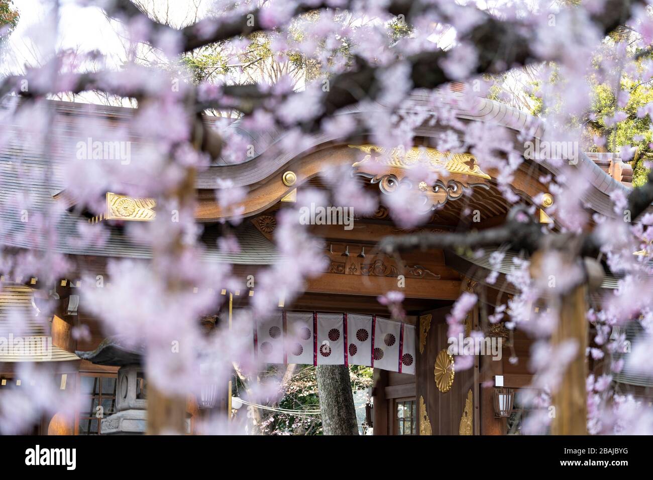 Weeping cherry tree, Okunitama Shrine, Fuchu City, Tokyo, Japan Stock ...