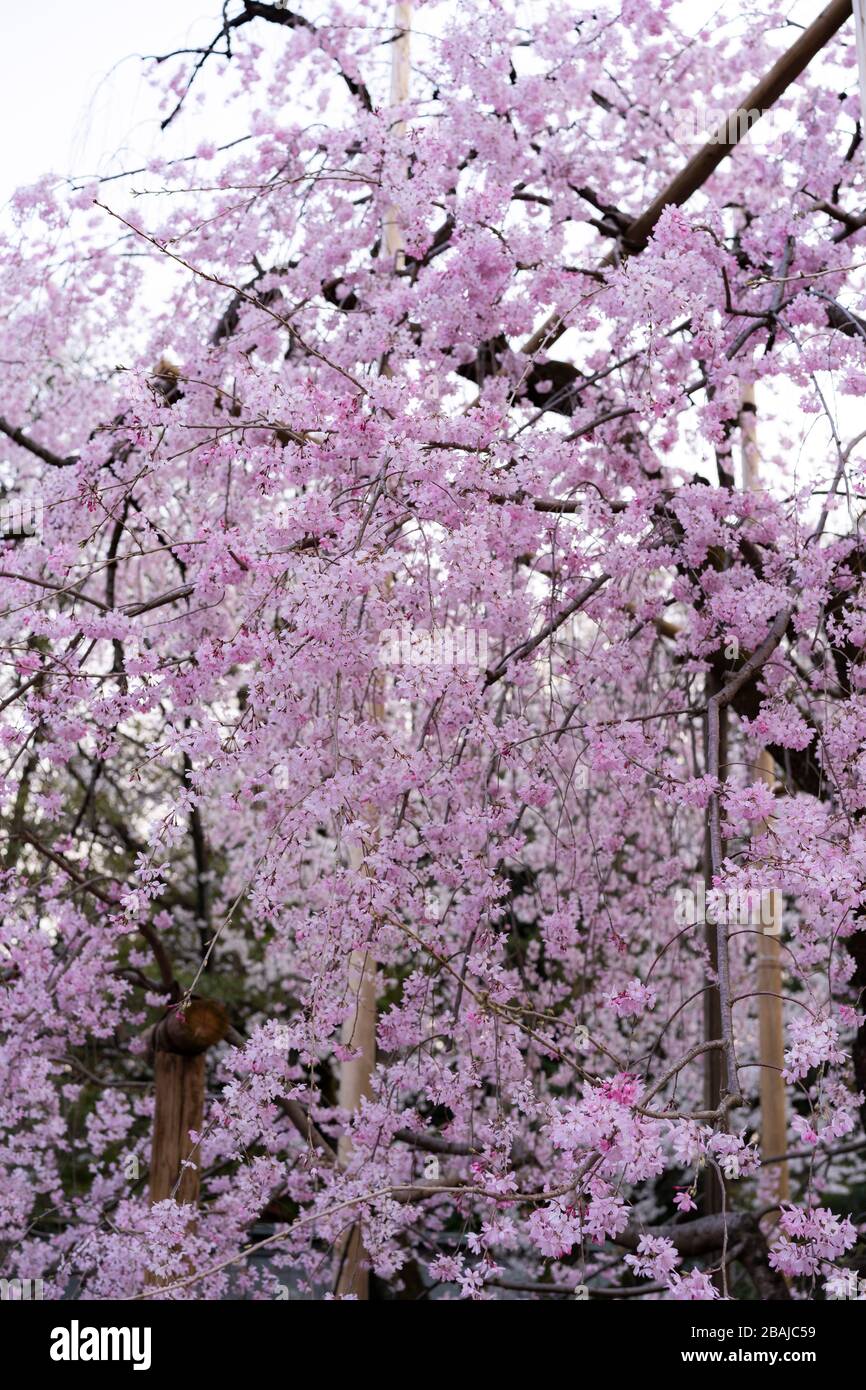 Weeping cherry tree, Okunitama Shrine, Fuchu City, Tokyo, Japan Stock ...