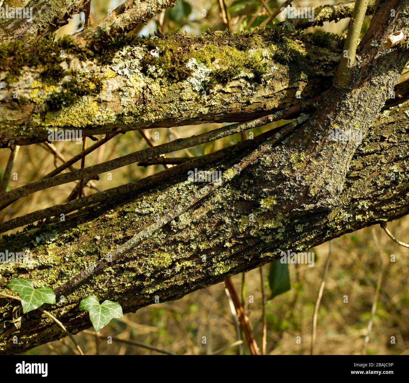 Illustrating Natures chaos with natural environment portraits Stock ...