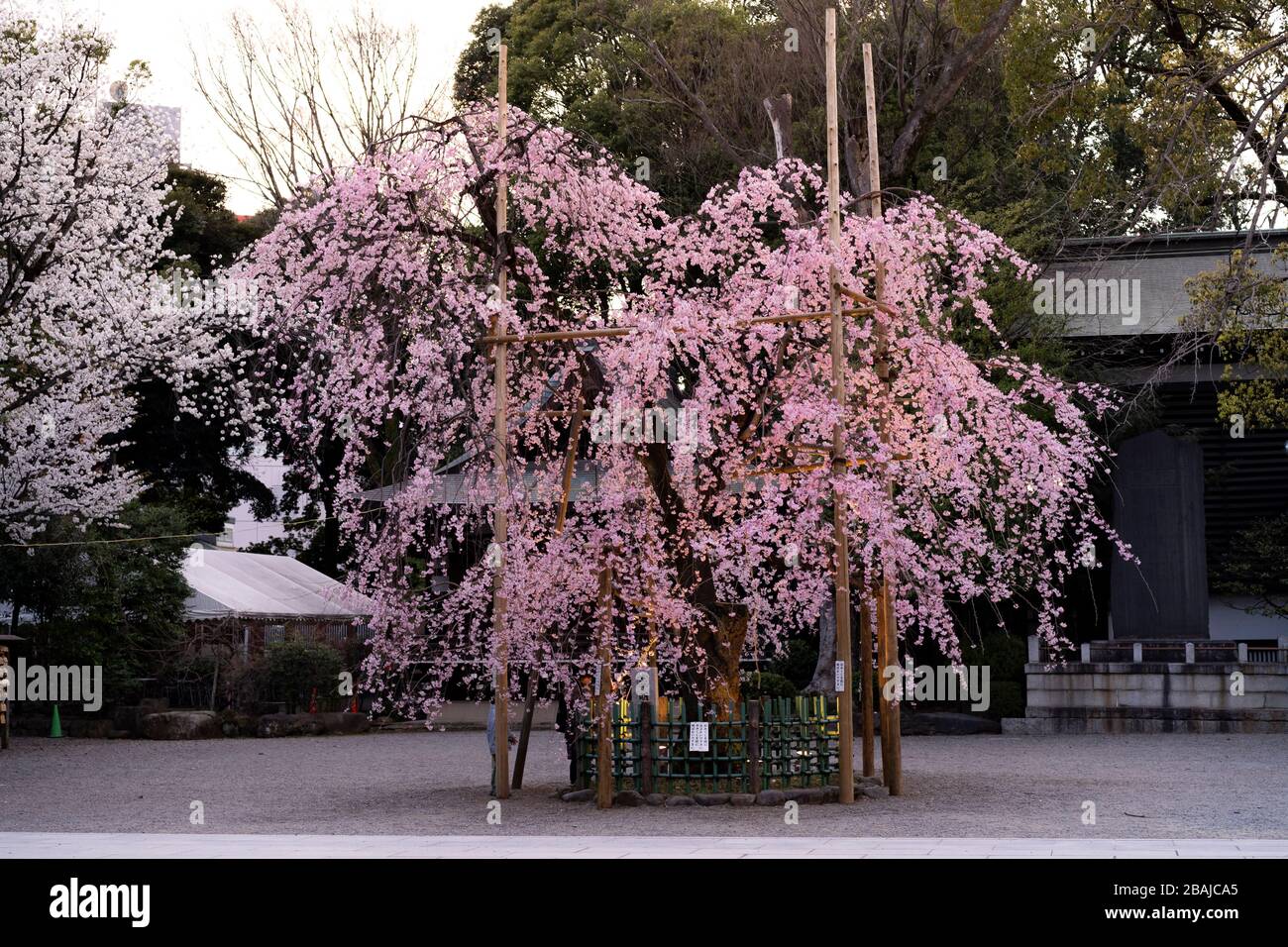Weeping cherry tree, Okunitama Shrine, Fuchu City, Tokyo, Japan Stock ...