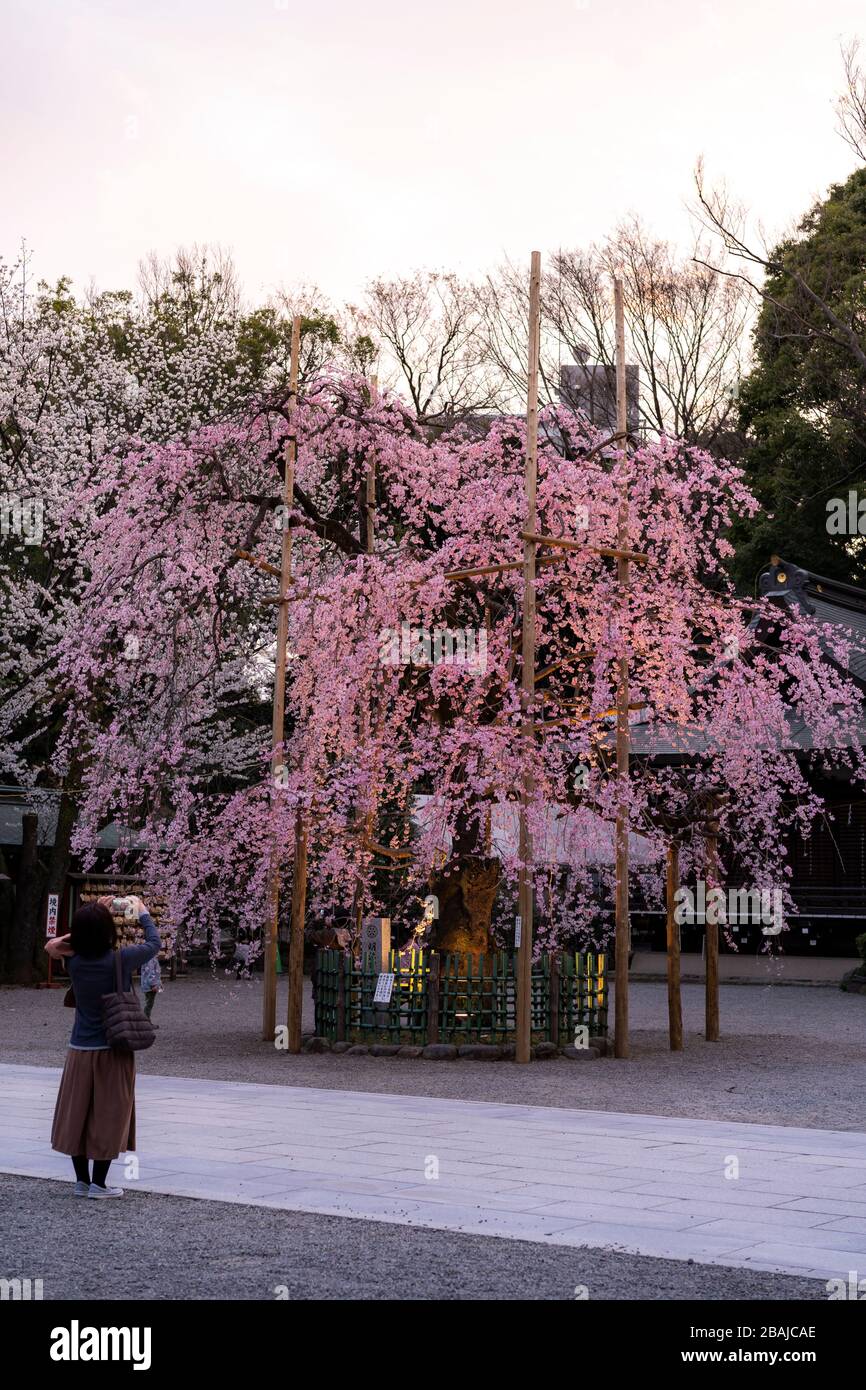 Weeping cherry tree, Okunitama Shrine, Fuchu City, Tokyo, Japan Stock ...