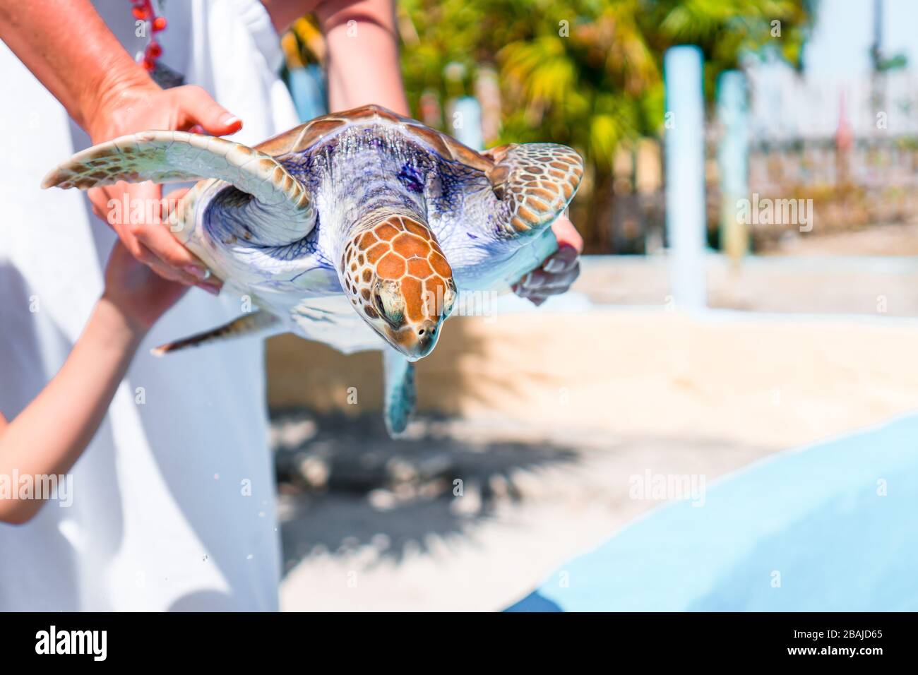 Cayo largo sea turtle hi-res stock photography and images - Alamy