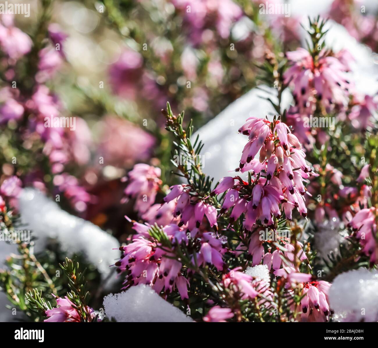 Blooming pink Erica carnea flowers (Winter Heath) and snow in the ...