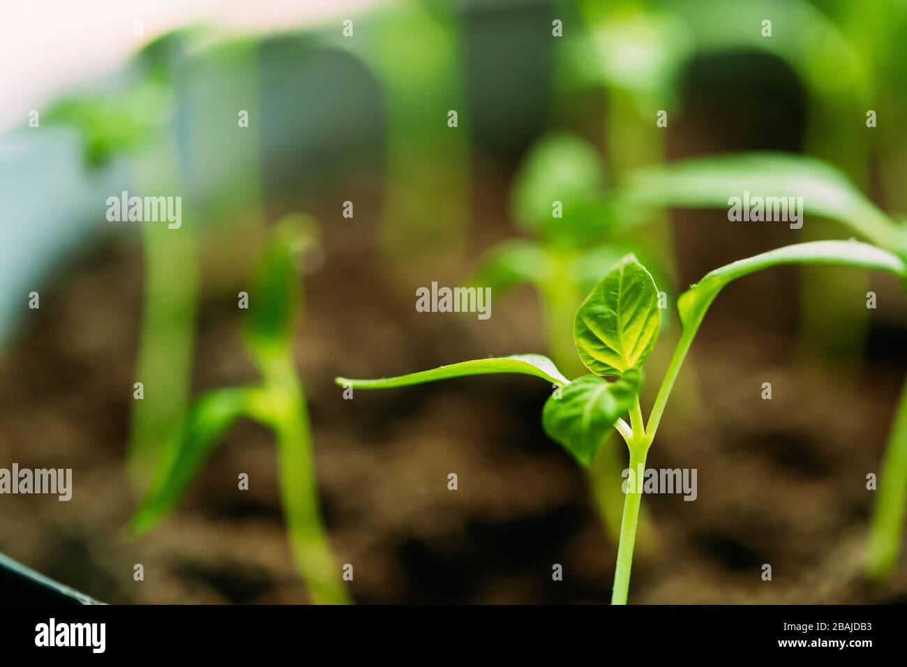 Sprouts pepper on bed hi-res stock photography and images - Alamy