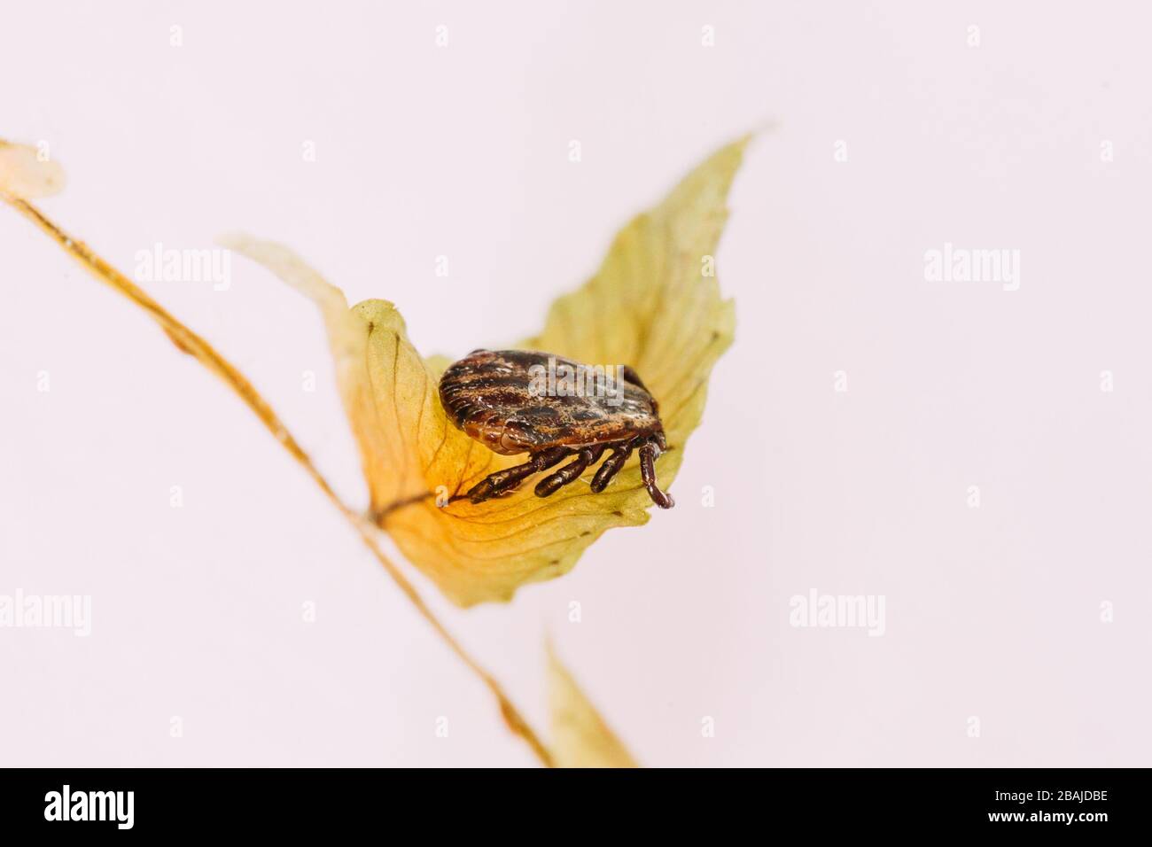 Dermacentor Reticulatus On Dry Branch. Also Known As The Ornate Cow ...