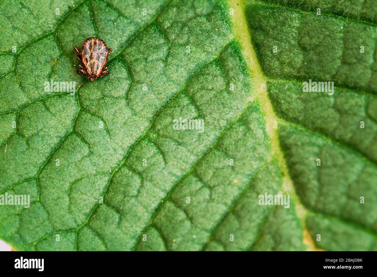Dermacentor Reticulatus On Green Leaf. Also Known As The Ornate Cow ...