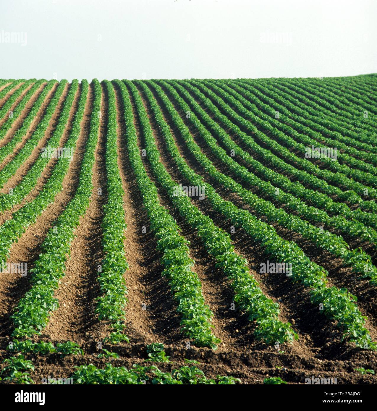 Immature potato crop in even ridged rows converging towards the the ...