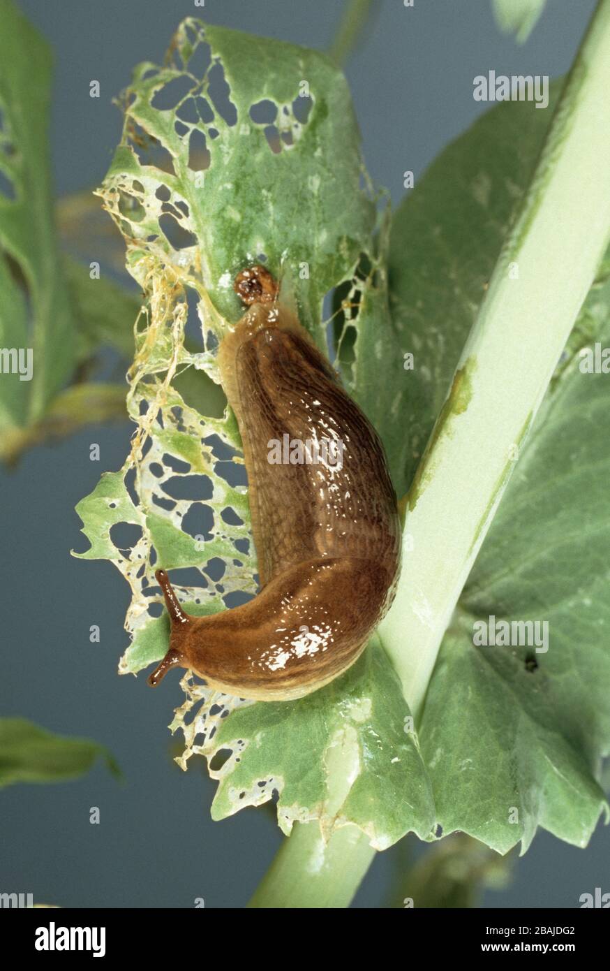 A brown terrestrial slug (Arion fuscus) feeding on crop pea leaf Stock ...