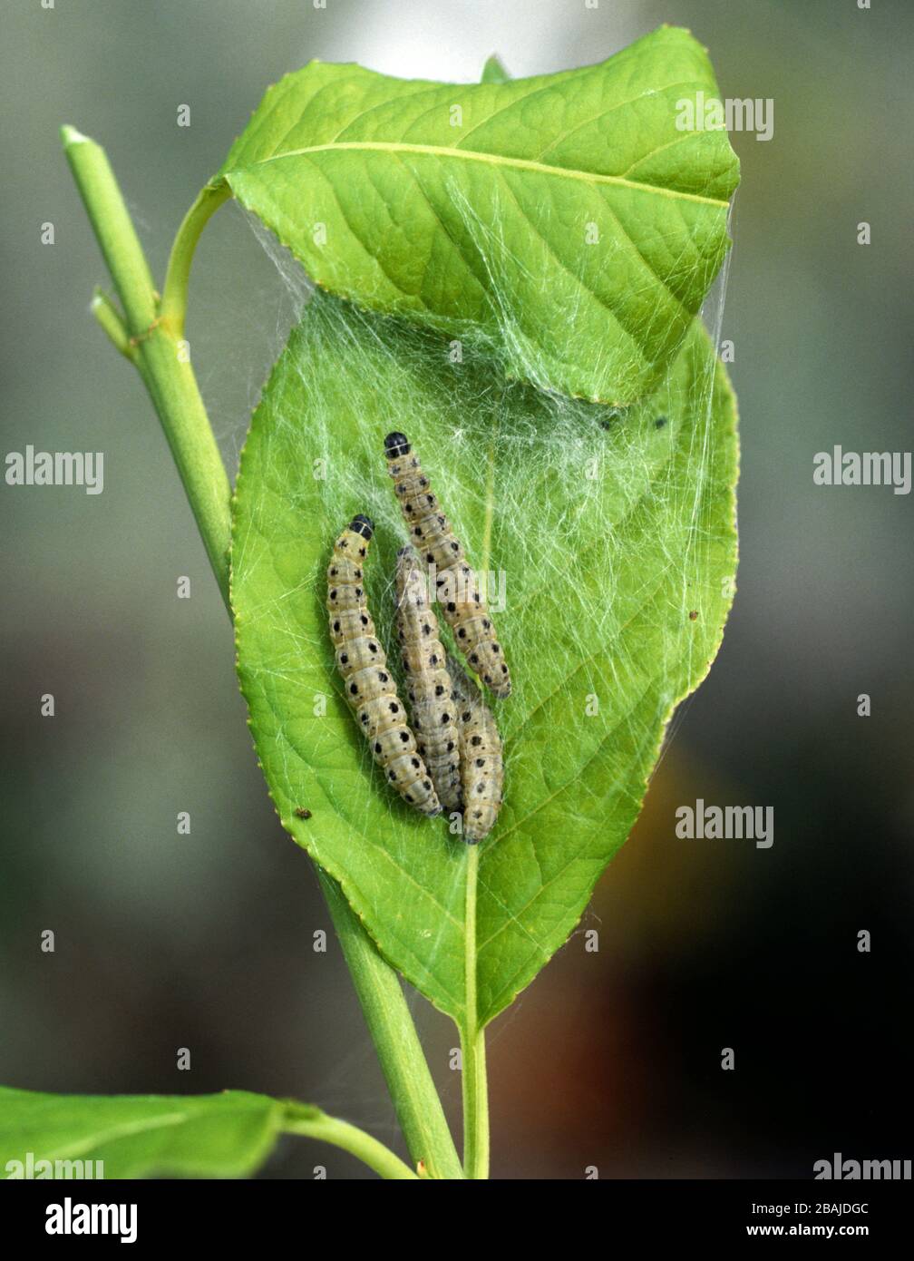 Orchard ermine moth (Yponomeuta padella) caterpillars among webbing on ...