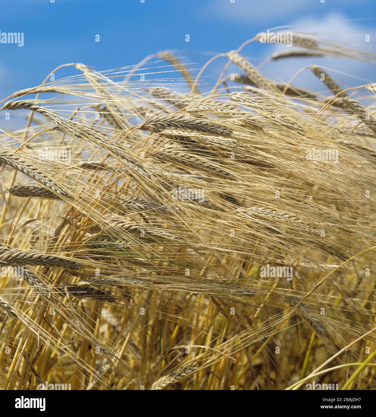 2 row barley hi-res stock photography and images - Alamy