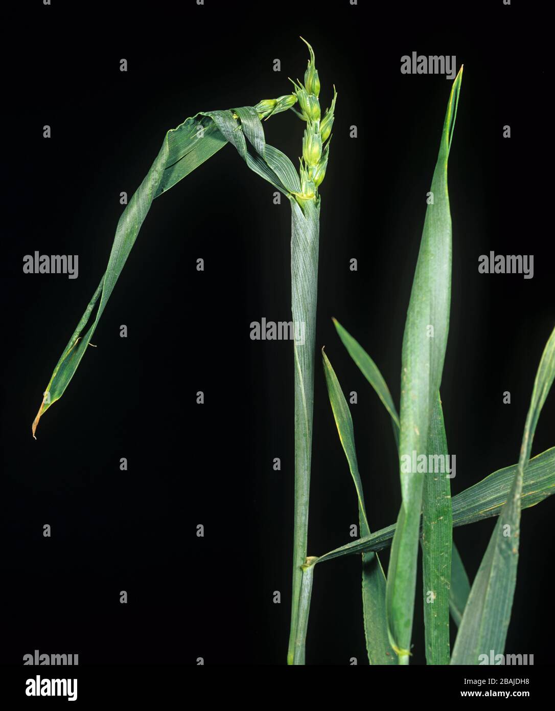 A wheat ear showing copper deficiency symptoms with ear trapped by ...