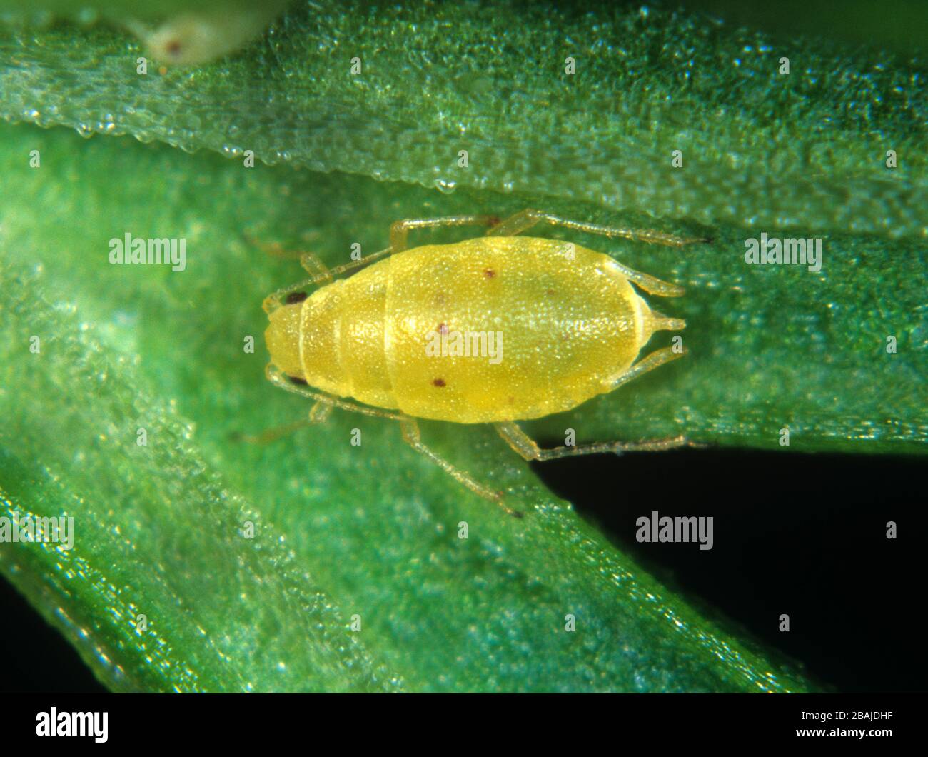 Carrot-willow aphid (Cavariella aegopodii) adult female aphid pest on ...