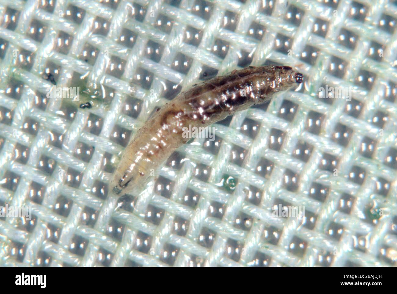 Shore fly or fungus fly (Scatella stagnalis) larva on glasshouse mesh ...